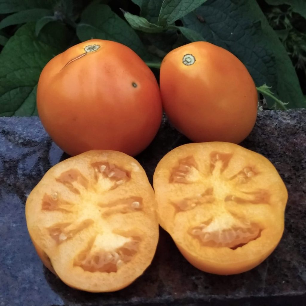 Japanese Truffle Yellow - Illimán Garden